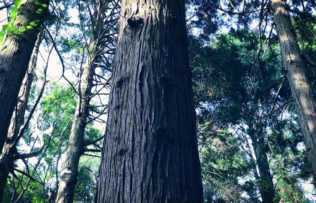 Wooden Wonders: Japan’s Fusion of Tradition and Innovation – Umami bites